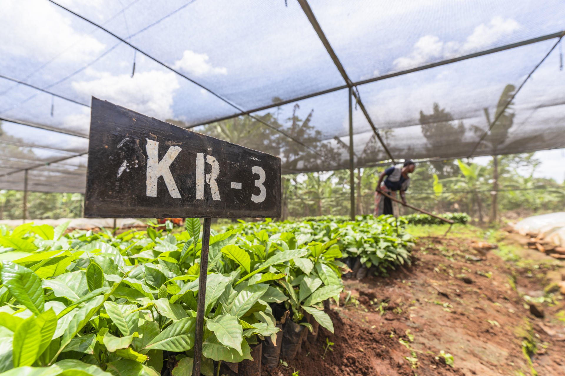 Climate Heroes: Betty's Coffee Nursery Business - initiative for coffee ...