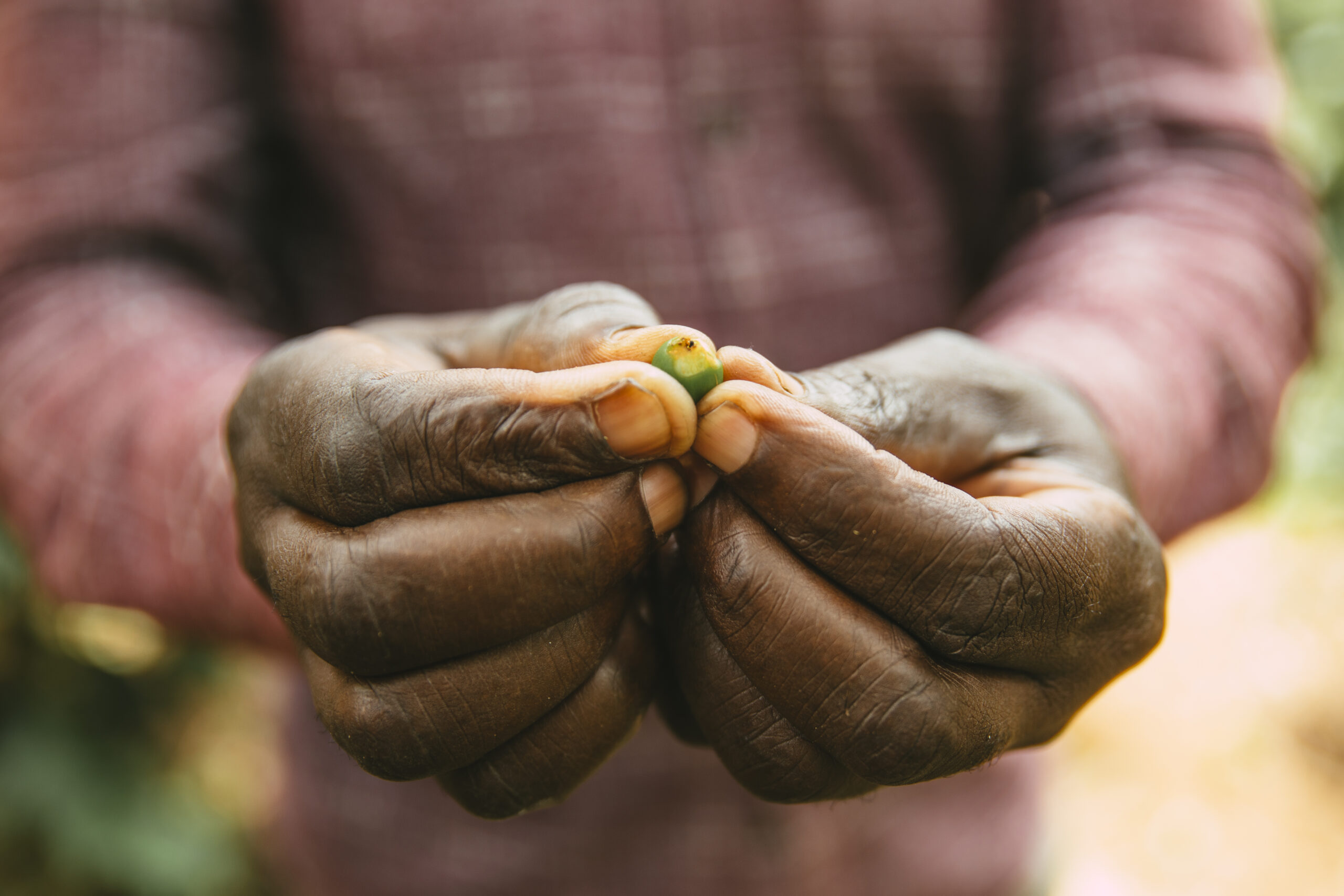 History - initiative for coffee&climate