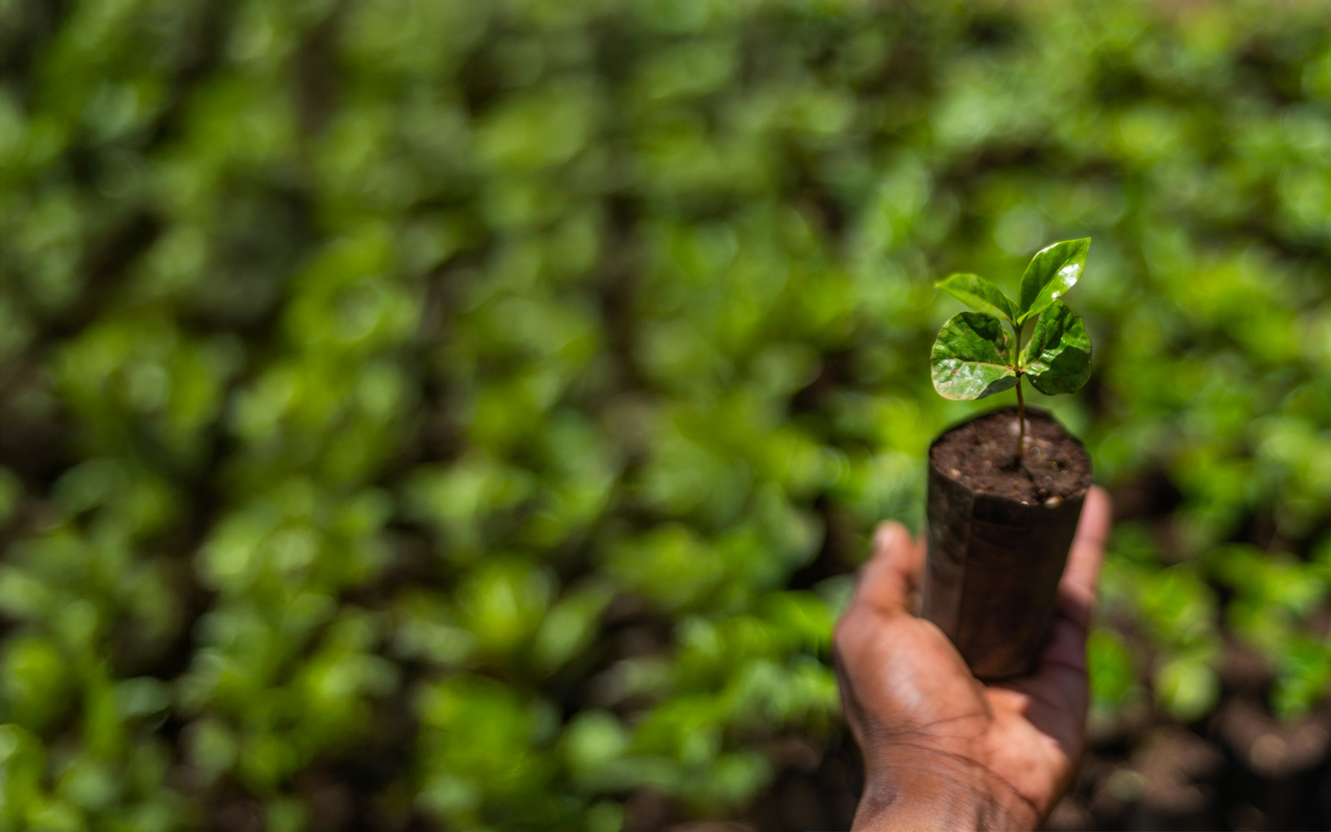 Achievements - initiative for coffee&climate