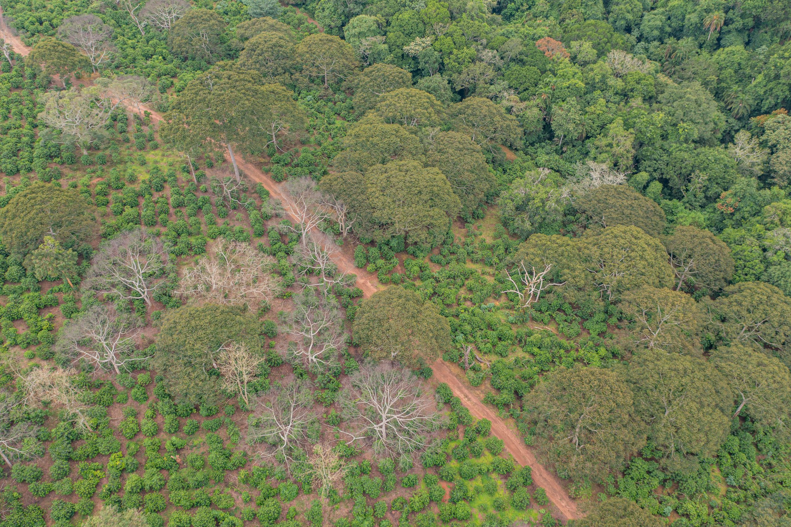 Climate change threatens coffee producers - initiative for coffee&climate